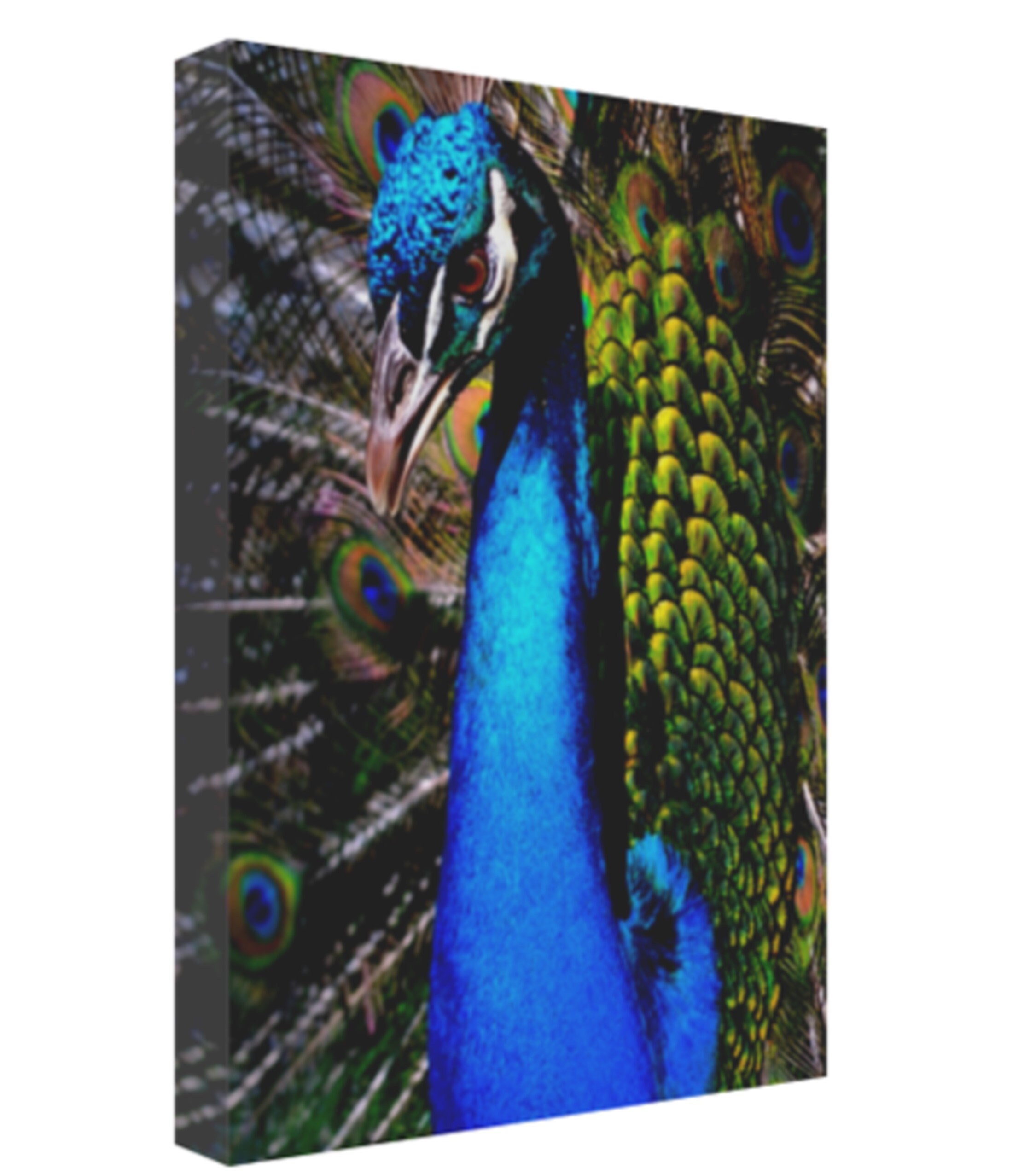 Fancy as a Peacock 11 X 14 Inch Artisan Canvas Thin Gallery Wrap by ...