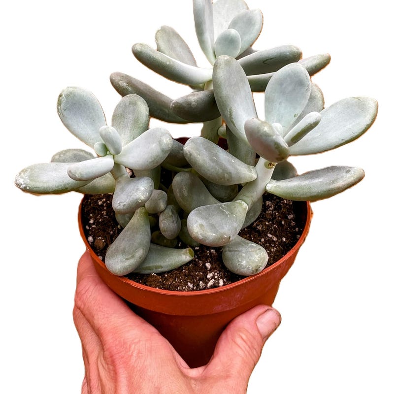 TheFunkyCactusLtd - Etsy UK