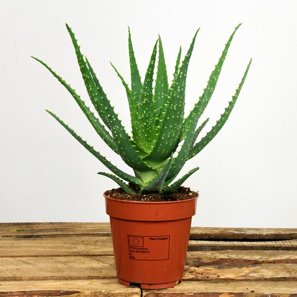 Aloe Vera Plant - Etsy UK
