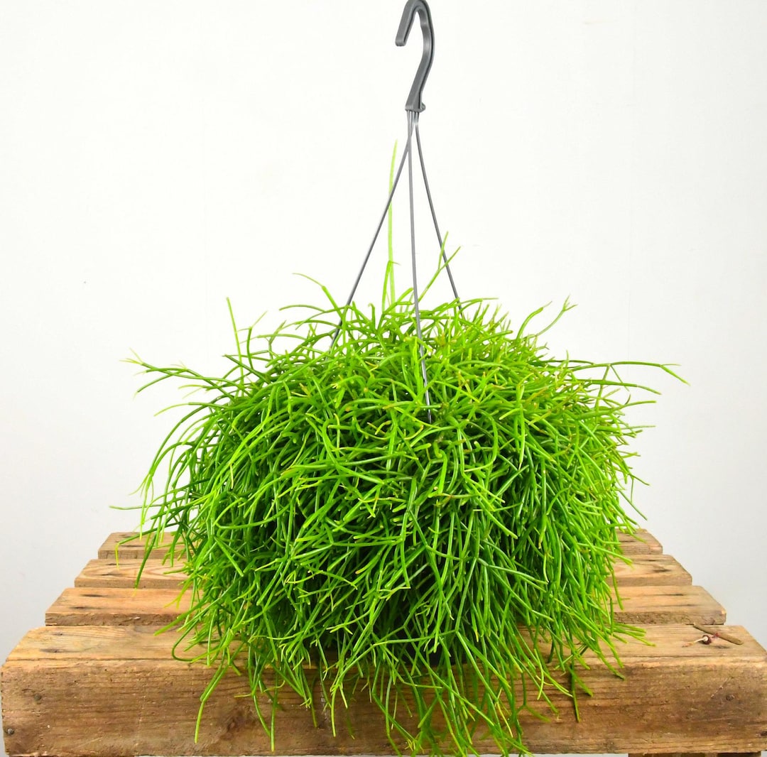 Mistletoe Cactus Rhipsalis Baccifera Large Trailing Succulent Hanging ...