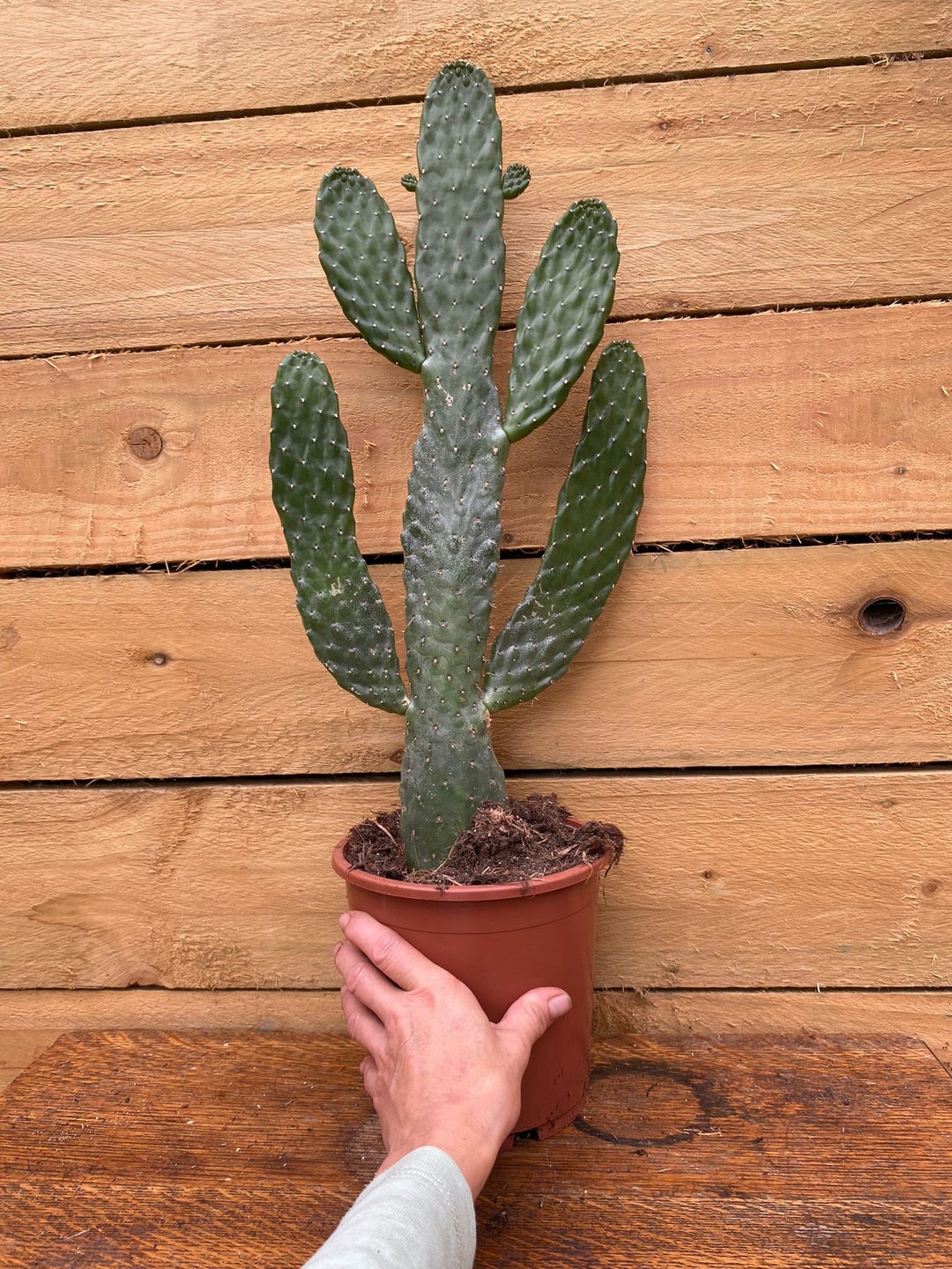 Opuntia Rubescens Consolea Roadkill Cactus A Large Flat - Etsy UK