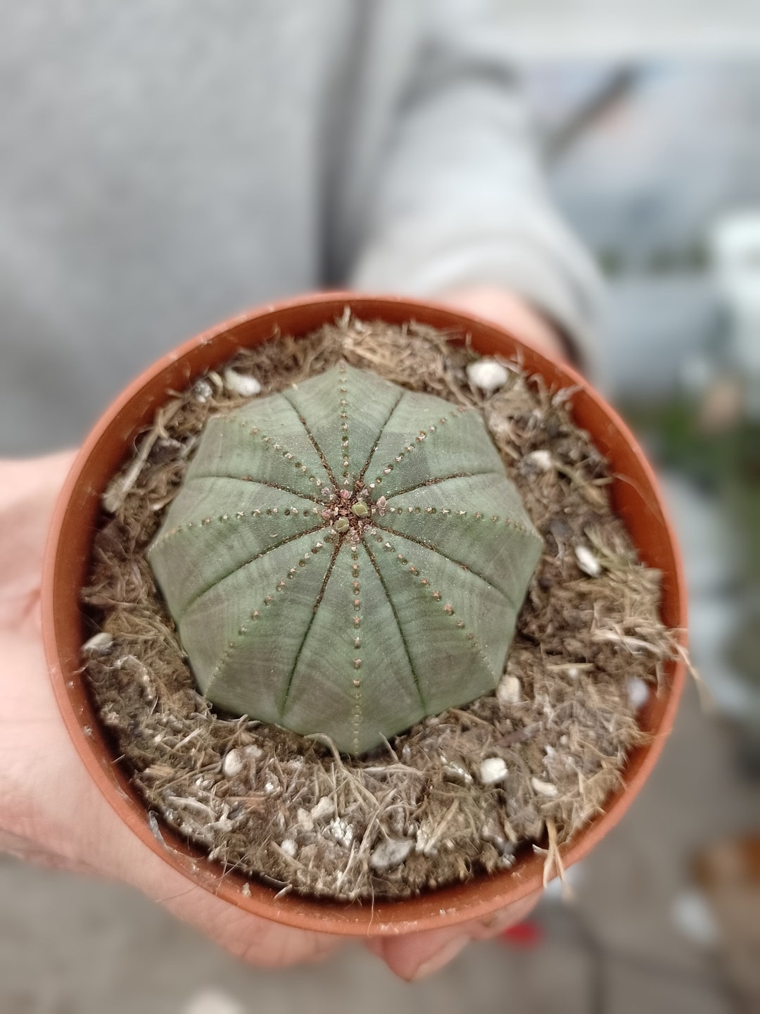 Euphorbia Obesa Succulent | Baseball Plant in a 9cm Pot - Popular Small ...