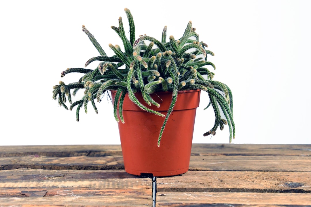 Rats Tail Cactus Rhipsalis Bacciferais - Trailing Cactus or Hanging ...