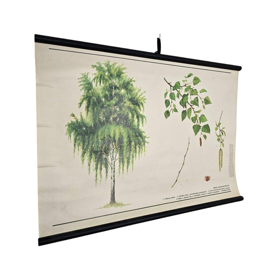 Vintage Botanical School Chart Bétula Péndula Roll Down Linen Poster - Etsy