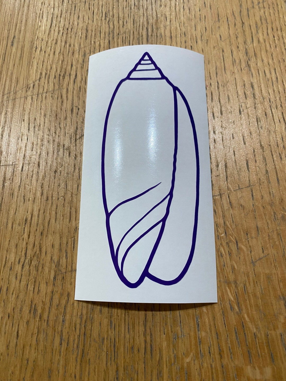 Olive Shell Vinyl Decal Sticker, Ocean Beach Coastal Seashell Seashore ...
