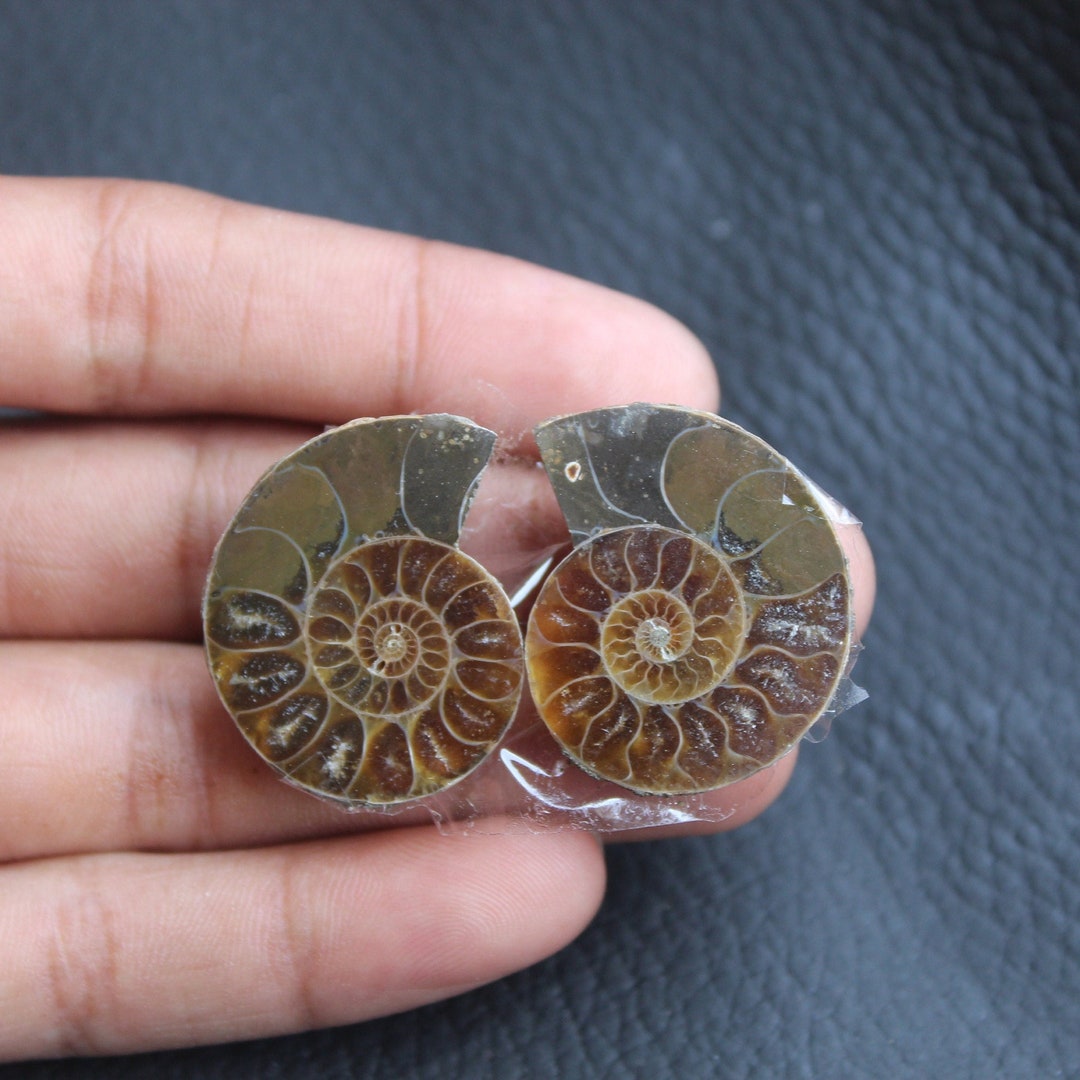 Ammonite Fossil Fancy Shape Matching Pair, Gemstone for Jewelry Making ...