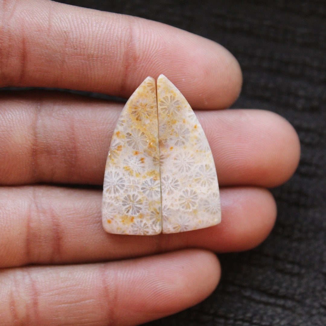 Fossil Coral - Fancy Shape Matching Pair, Cabochon Stone for Earring ...