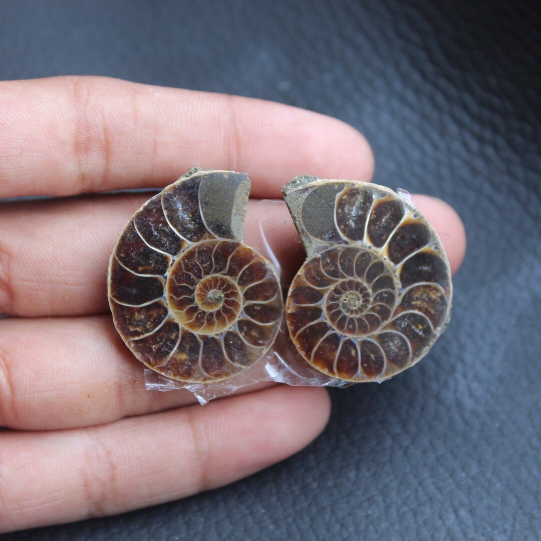 Ammonite Fossil Fancy Shape Matching Pair, Gemstone for Jewelry Making ...