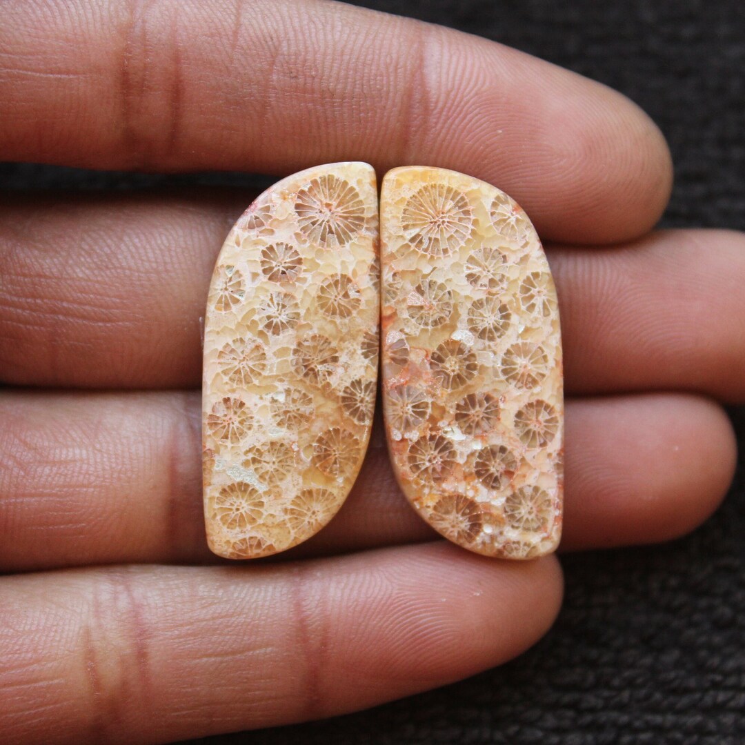 Fossil Coral - Fancy Shape Matching Pair, Cabochon Stone for Earring ...