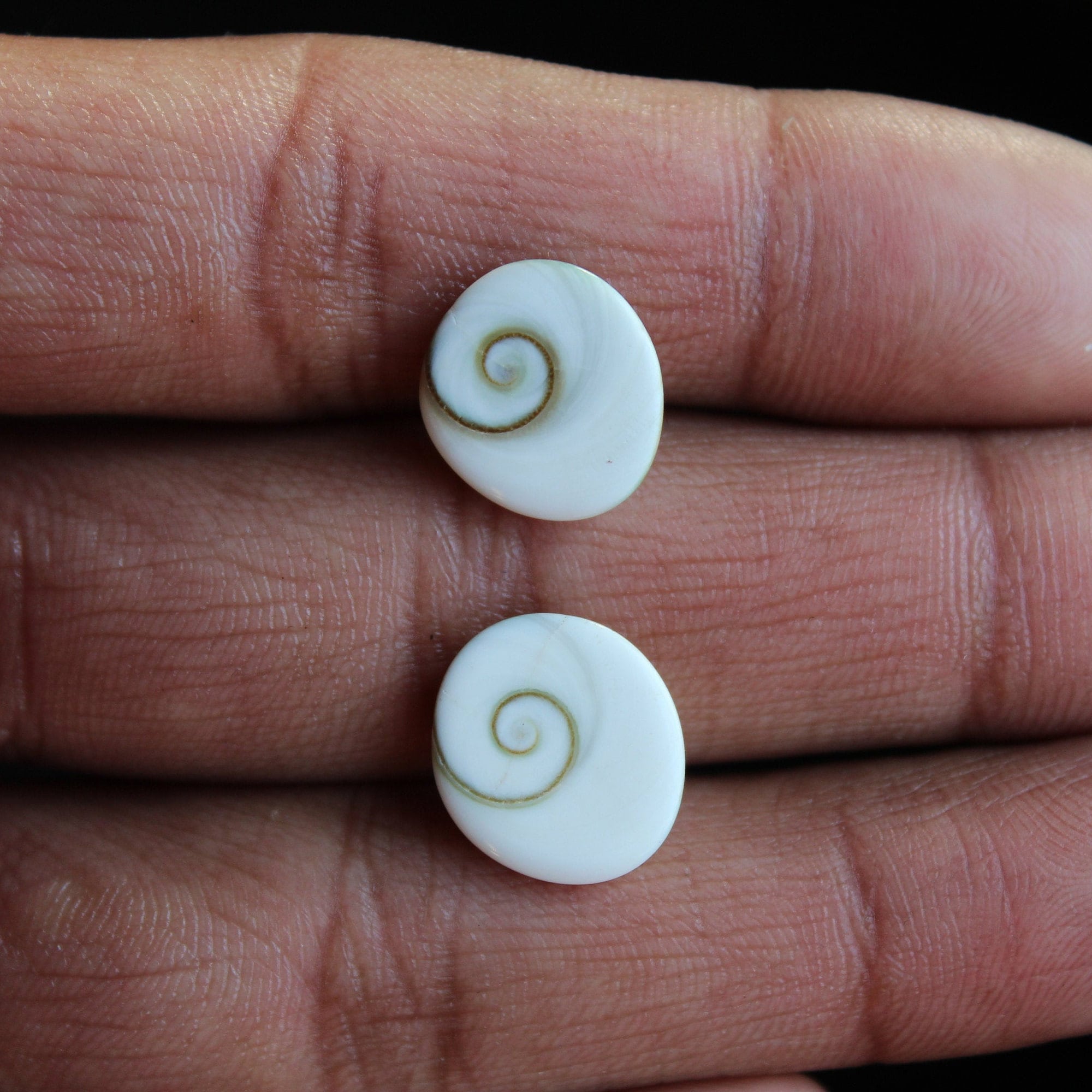Natural Shiva Eye Shell Matching Pair13x12x4mm Free - Etsy
