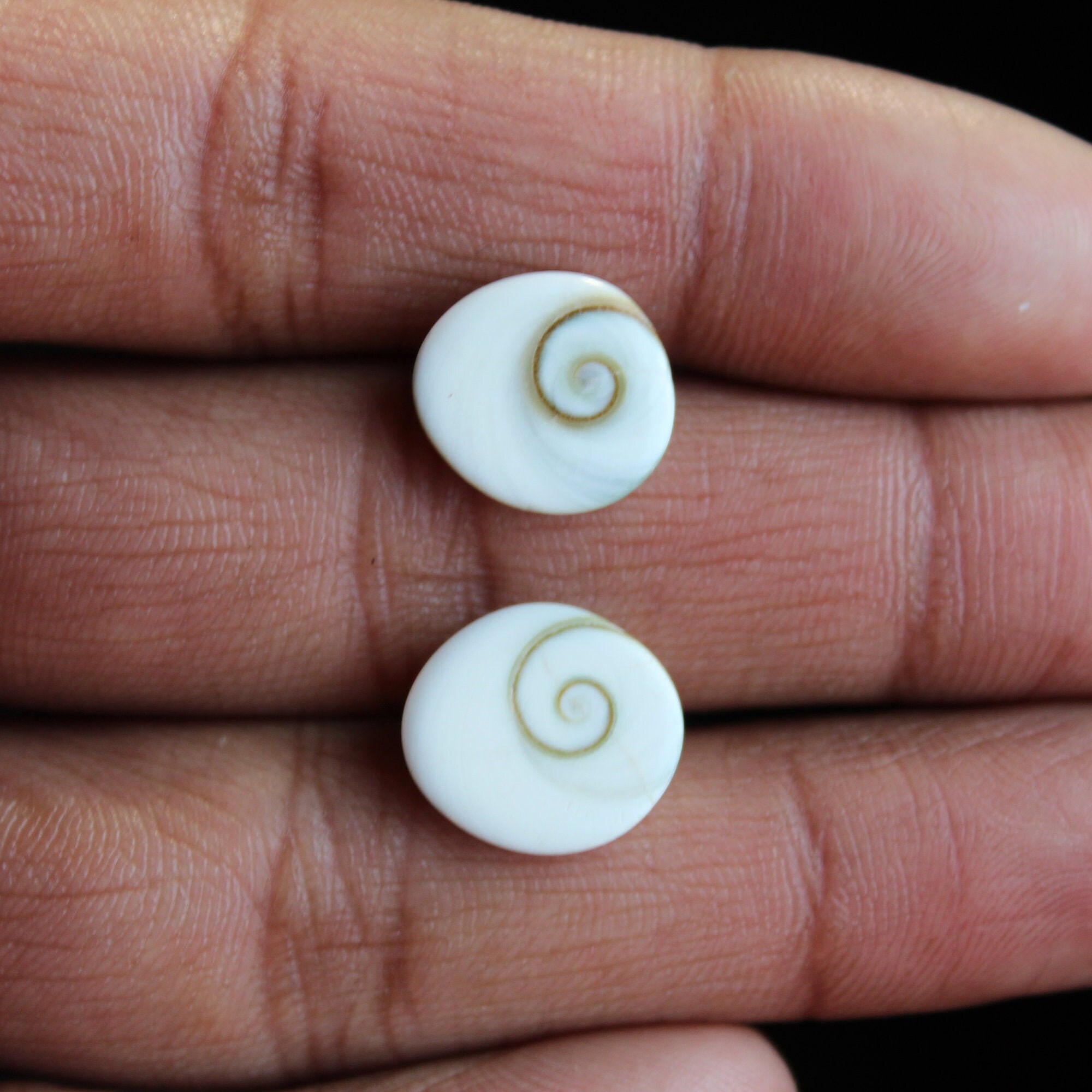 Natural Shiva Eye Shell Matching Pair13x12x4mm Free - Etsy