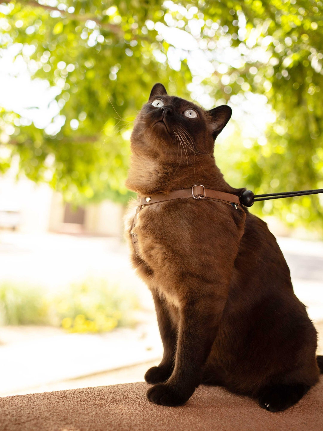 The Outbound Cat & Kitten Harness™ - Soft Taupe Leather - Lightweight ...