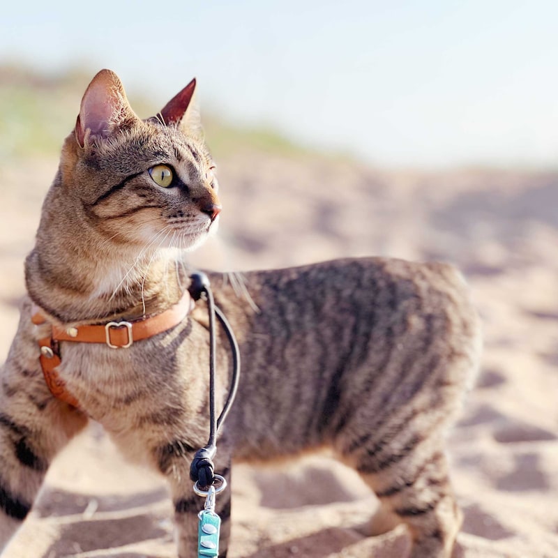 Gucci Cat - Etsy