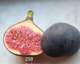 I-258 Fig Tree Cutting Organic Italian 258 Fig - Etsy