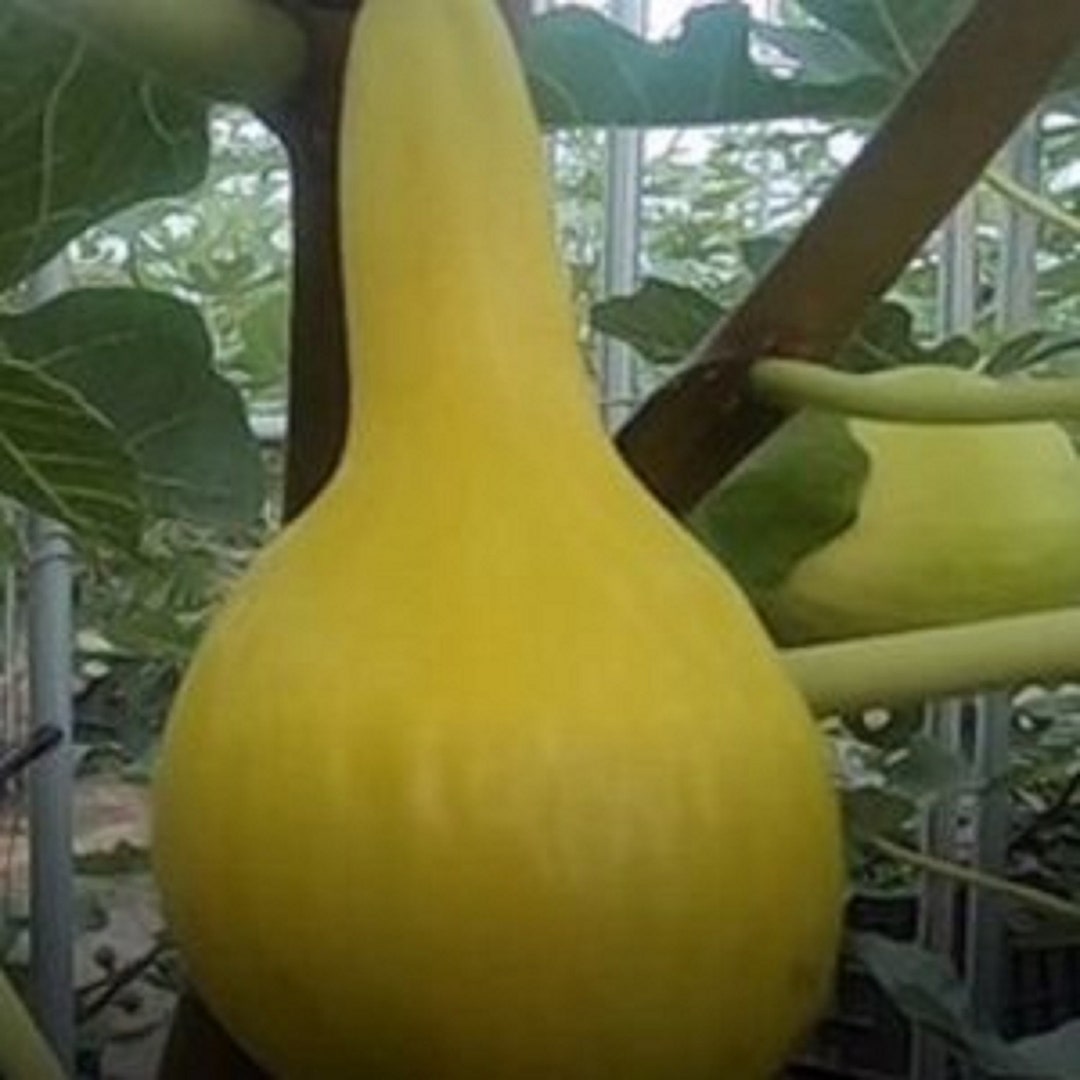 1- Yellow Long Neck Fig CUTTING - Etsy