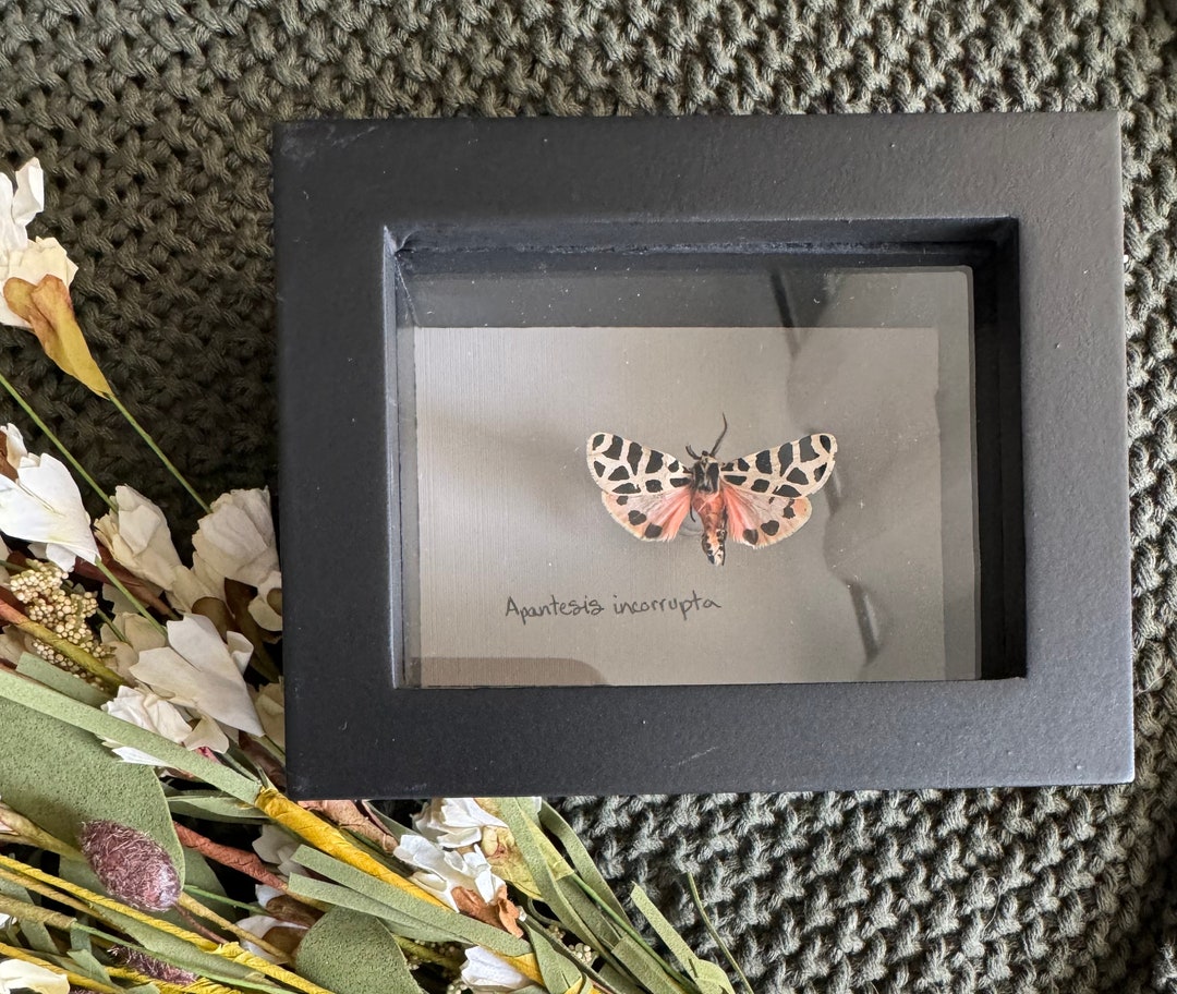 Imperfect Apantesis Incorrupta Moth Specimen Framed - Etsy