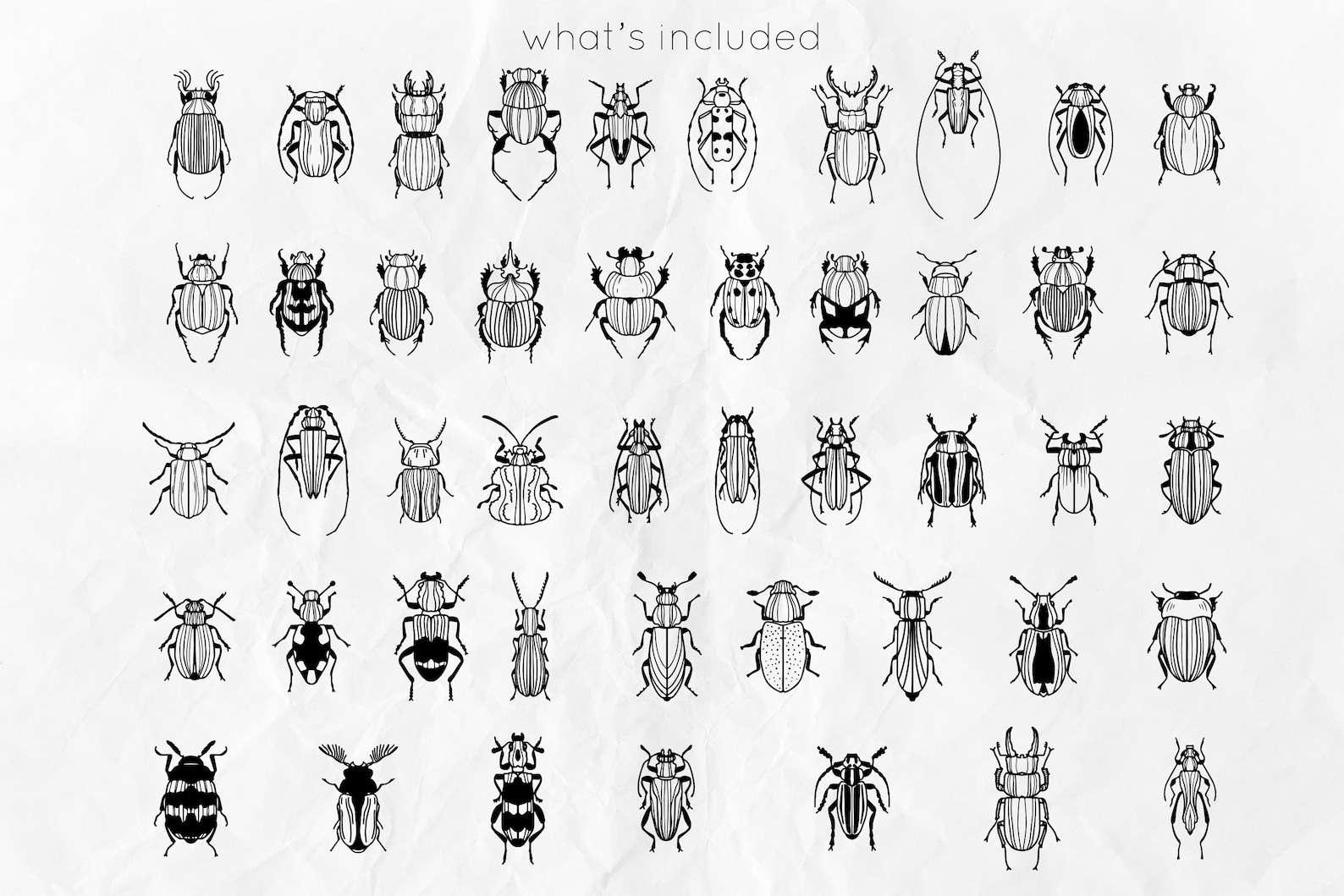 Bugs SVG Insects SVG Bugs Outline Clipart Beetle Svg Line - Etsy