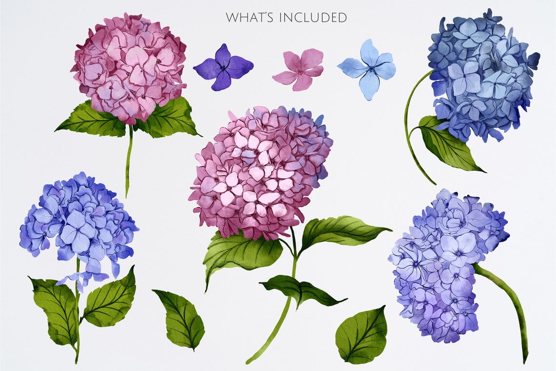 Hydrangea Watercolor Collection - Hydrangea PNG - Watercolor Flowers ...