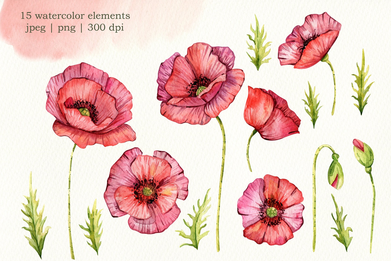 Watercolor Poppy Flowers. Isolated. Hand Painted Illustration. Red ...