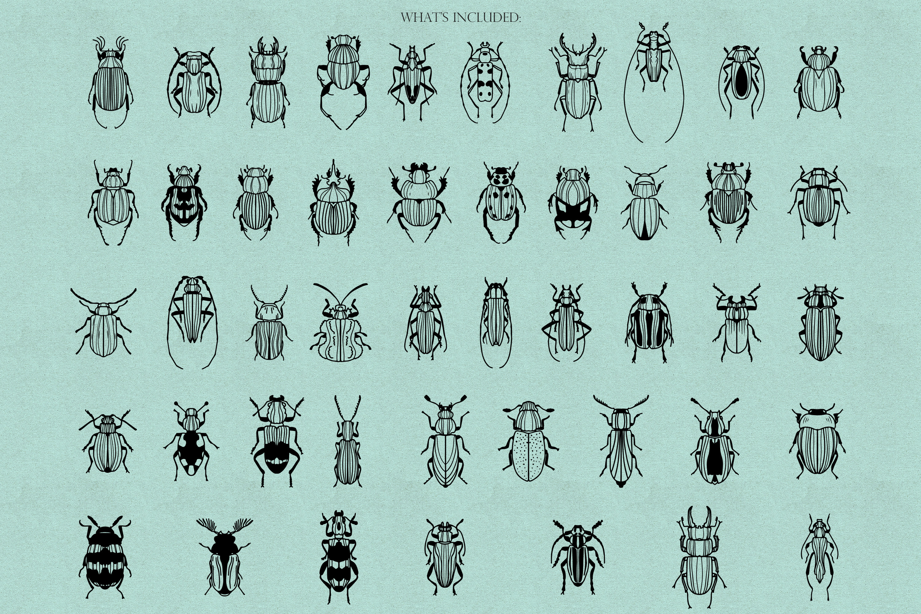 Bugs Procreate Stamps, Insects Brushes Procreate, Bug Stamps, Procreate ...