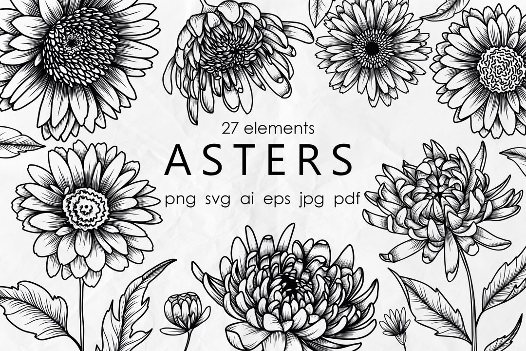 Line Art Flowers SVG - Aster SVG - Outline Flowers - Asters Flowers Svg ...