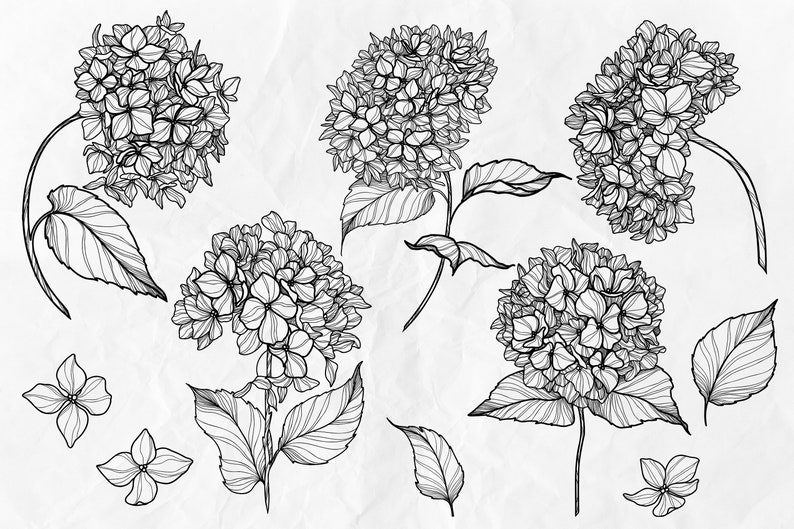 Hydrangea SVG - Flowers Line Art SVG - Floral SVG - Wedding Flowers ...