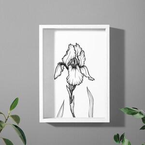 Line Art Flowers SVG - Iris SVG - Outline Flowers - Irises Flowers Svg ...