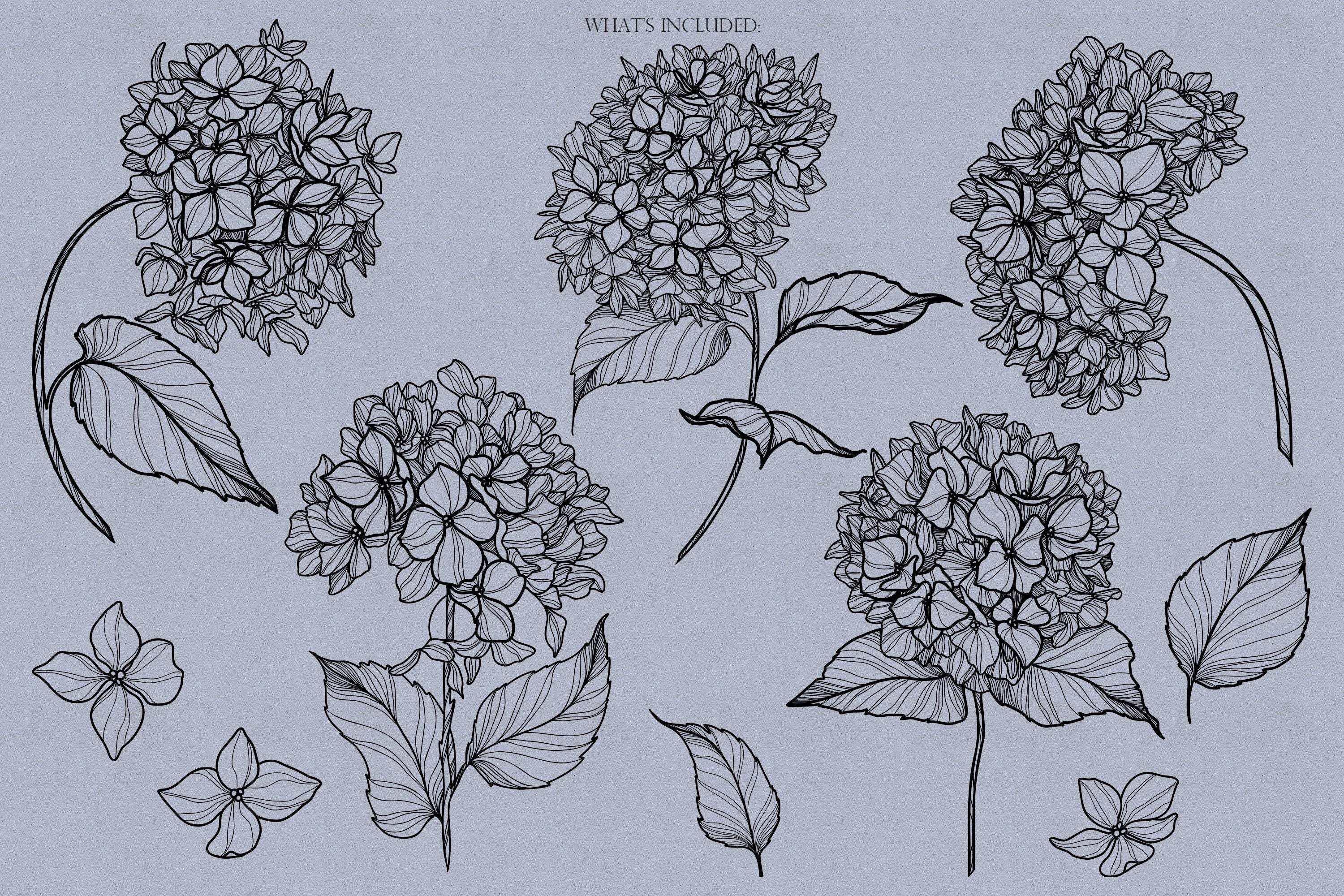 Hydrangea Procreate Stamps, Daisy Brushes Procreate, Flower Stamps ...