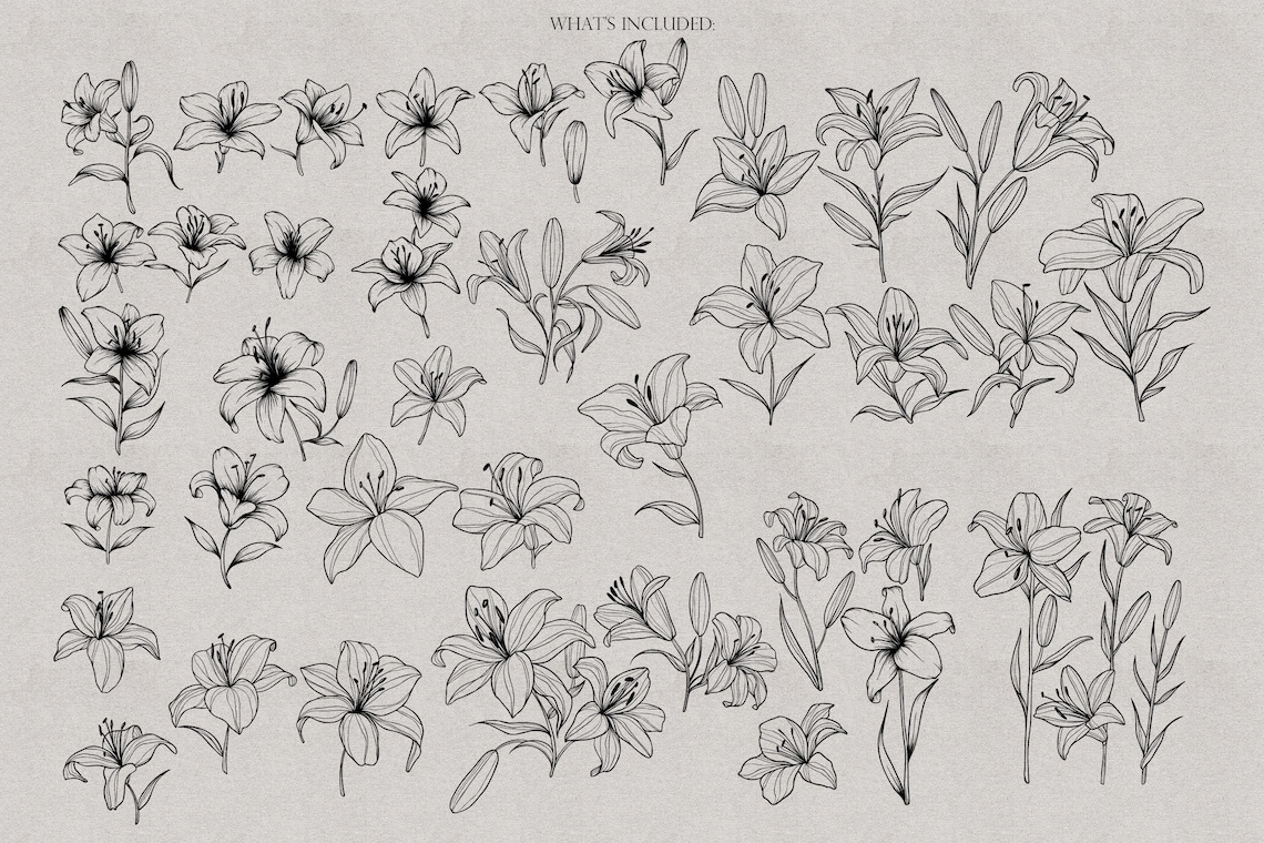 Lilies Procreate Stamps, Lily Brushes Procreate, Flower Stamps ...
