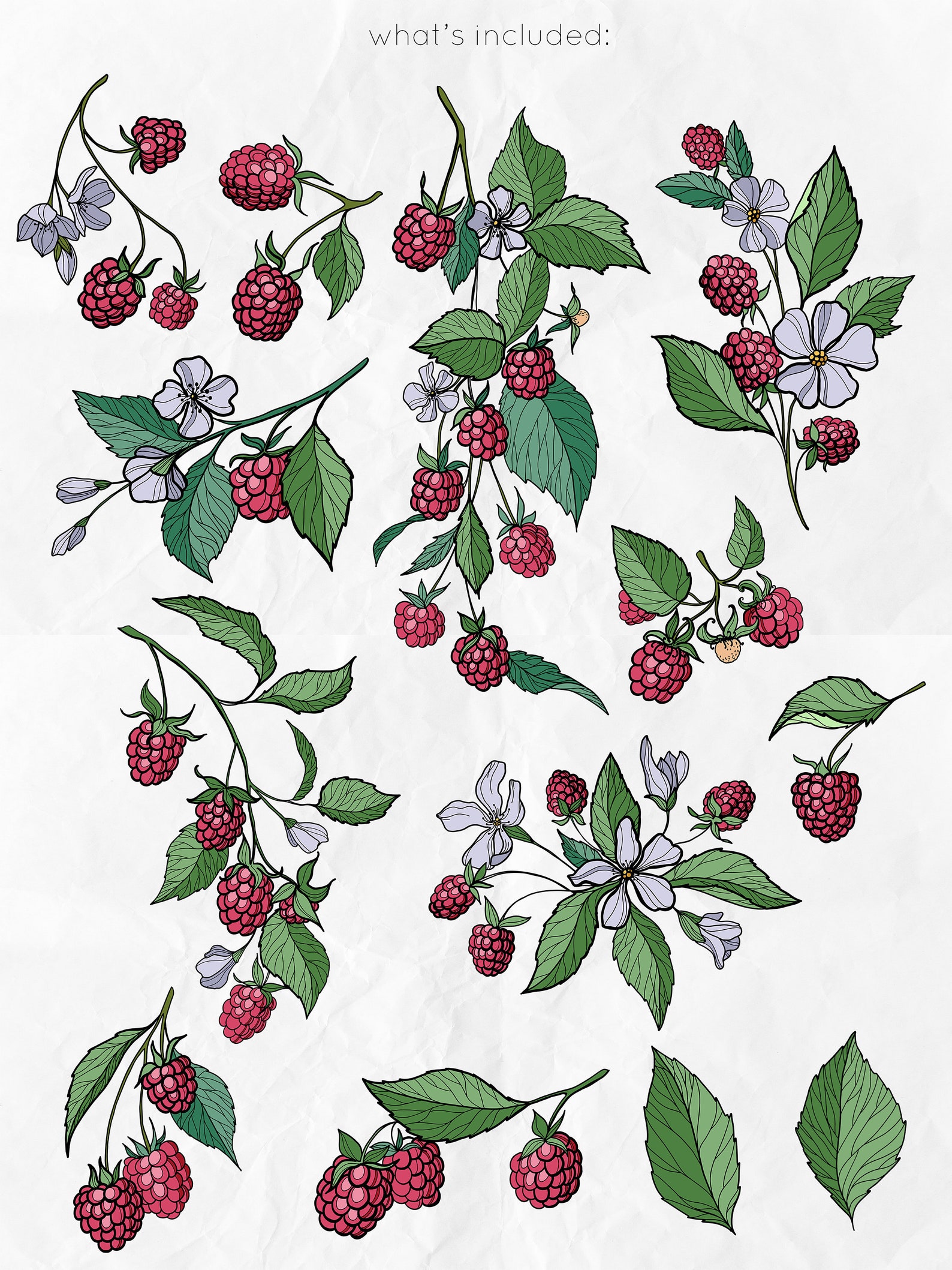 Raspberry Svg Berries Svg Vector Flowers Vintage Botanical - Etsy