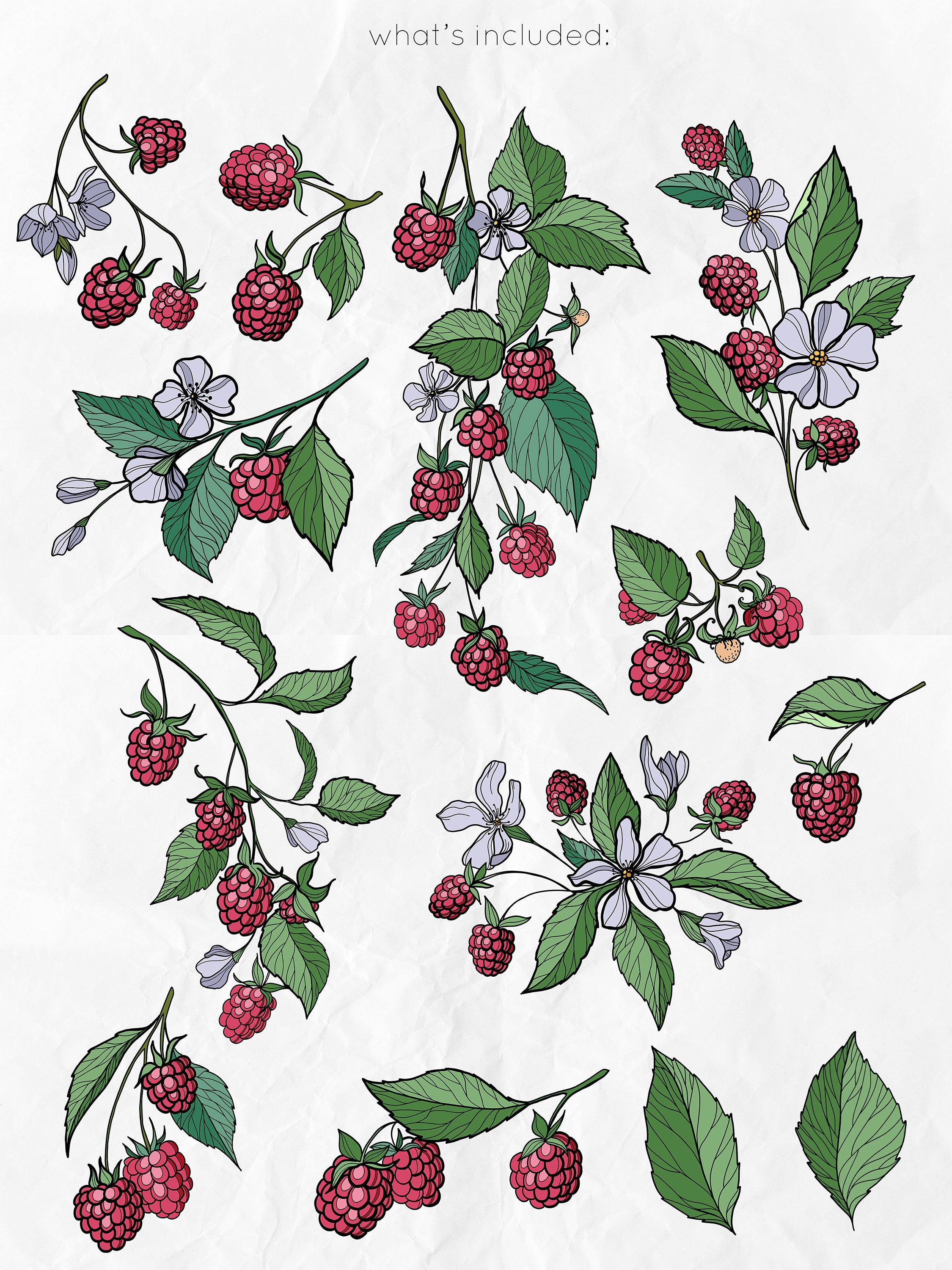 Raspberry Svg Berries Svg Vector Flowers Vintage Botanical - Etsy