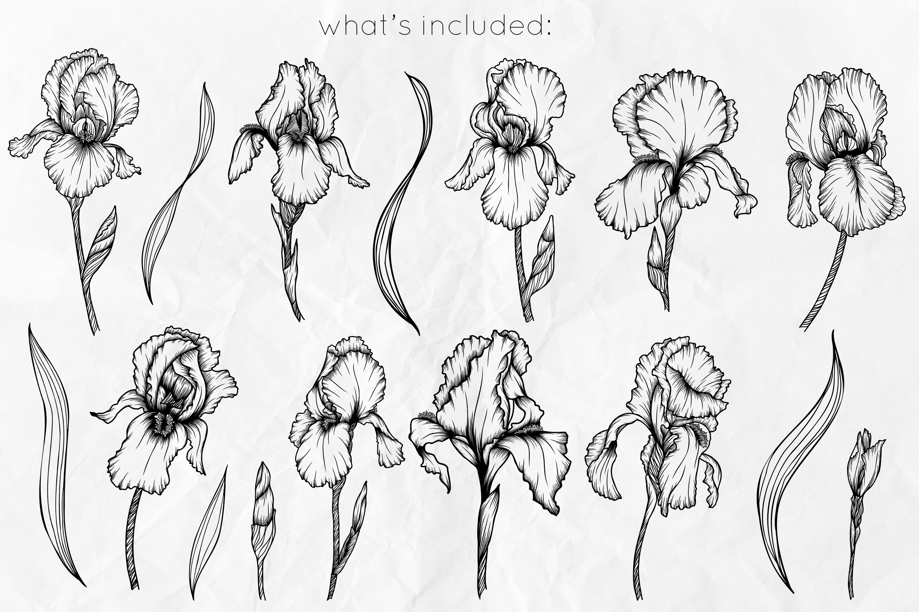 Line Art Flowers SVG Iris SVG Outline Flowers Irises - Etsy