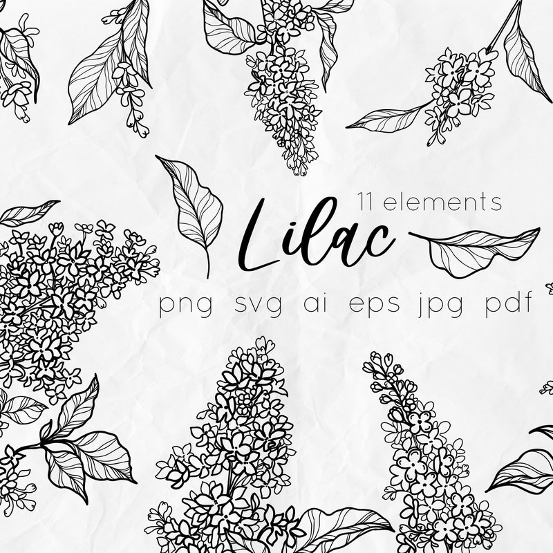 Lilac Flower Drawing Clip Art - Etsy