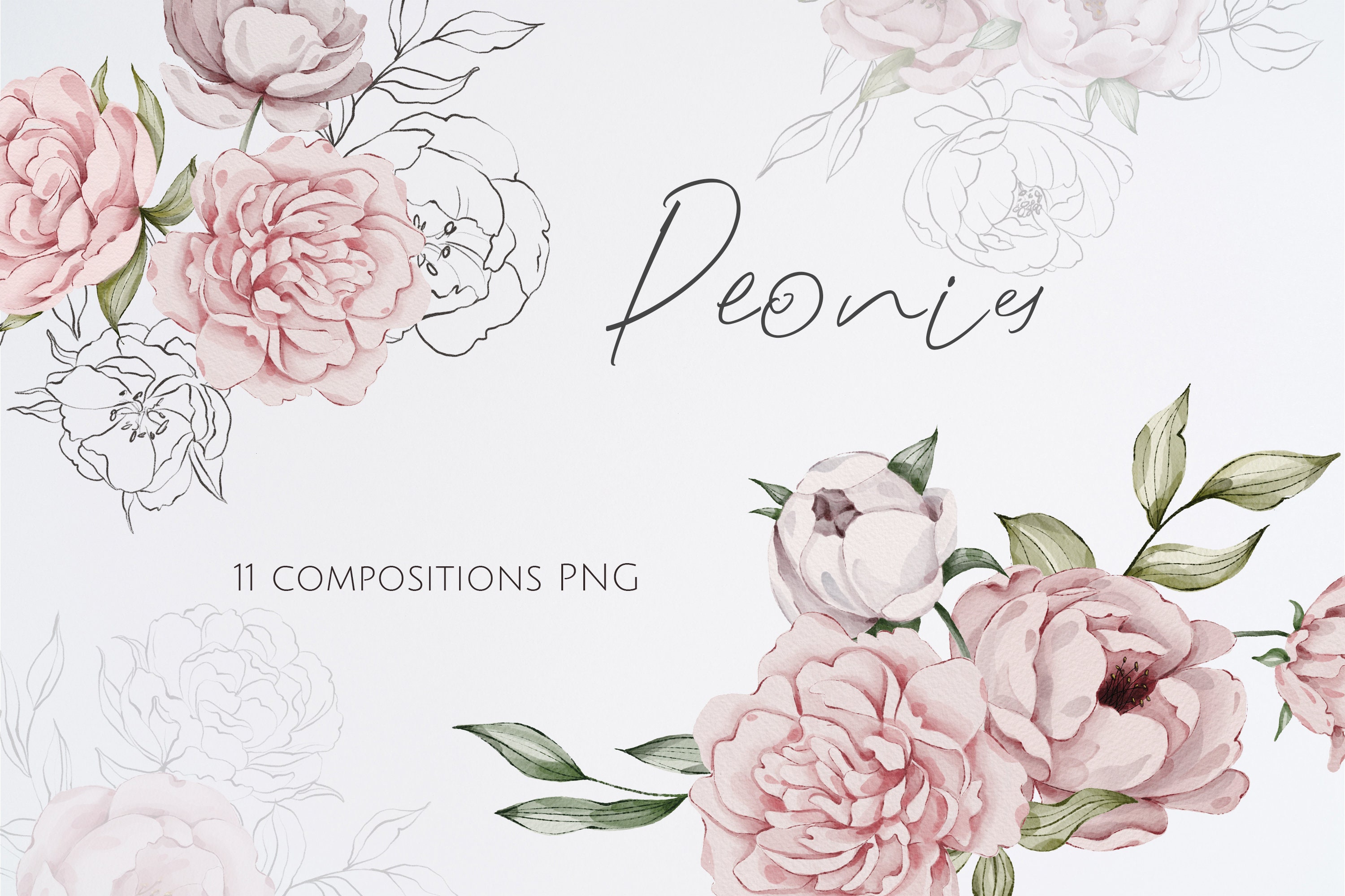 Peonies Bouquet Watercolor Clipart PNG Peony Composition - Etsy