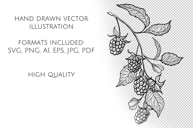 Raspberry Svg Botanical Line Art Floral Svg Berries - Etsy