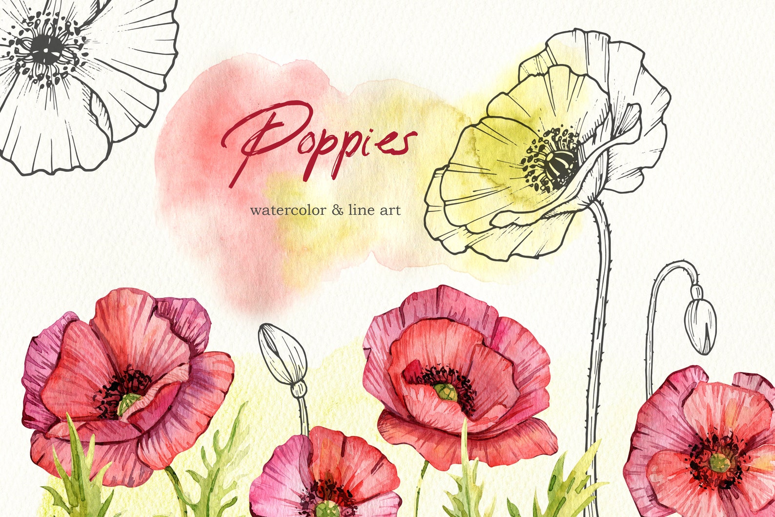 Watercolor Poppy Flowers. Isolated. Hand Painted Illustration. Red ...