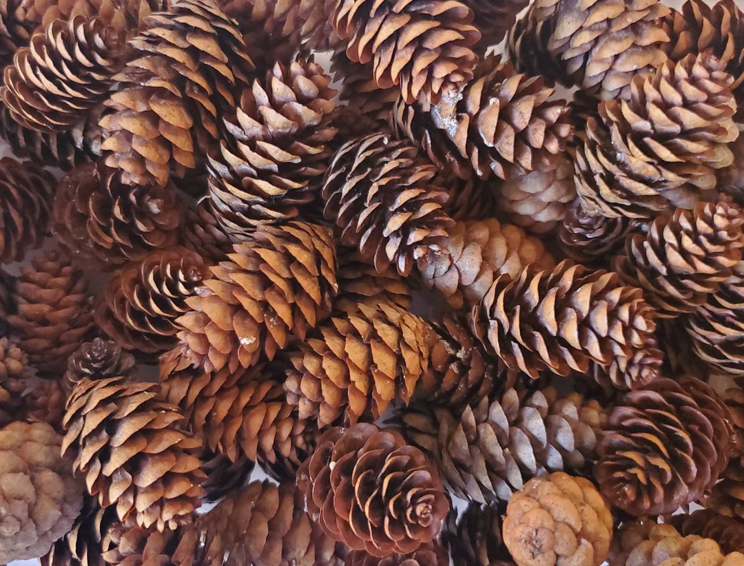 Real Mini Pinecones, Hemlock Tree Pinecones Assorted 25ct, 50ct & Mixed ...