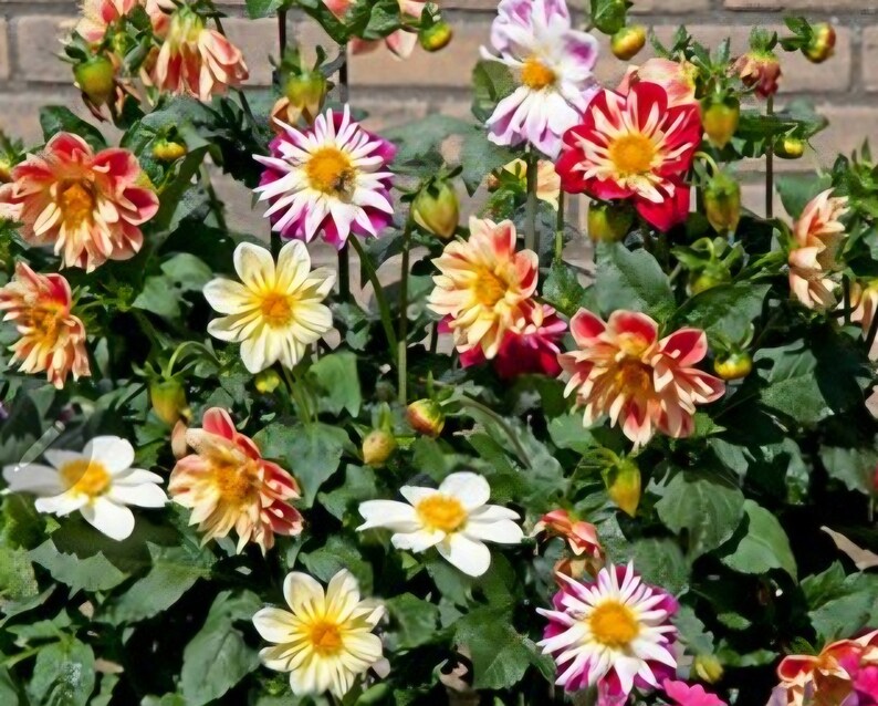 20 Dahlia Dandy Seeds. - Etsy