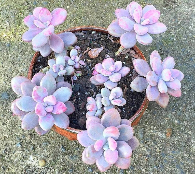 Blue Moonstone Succulent Seeds 15 Pcs Pachyphytum Oviferum - Etsy