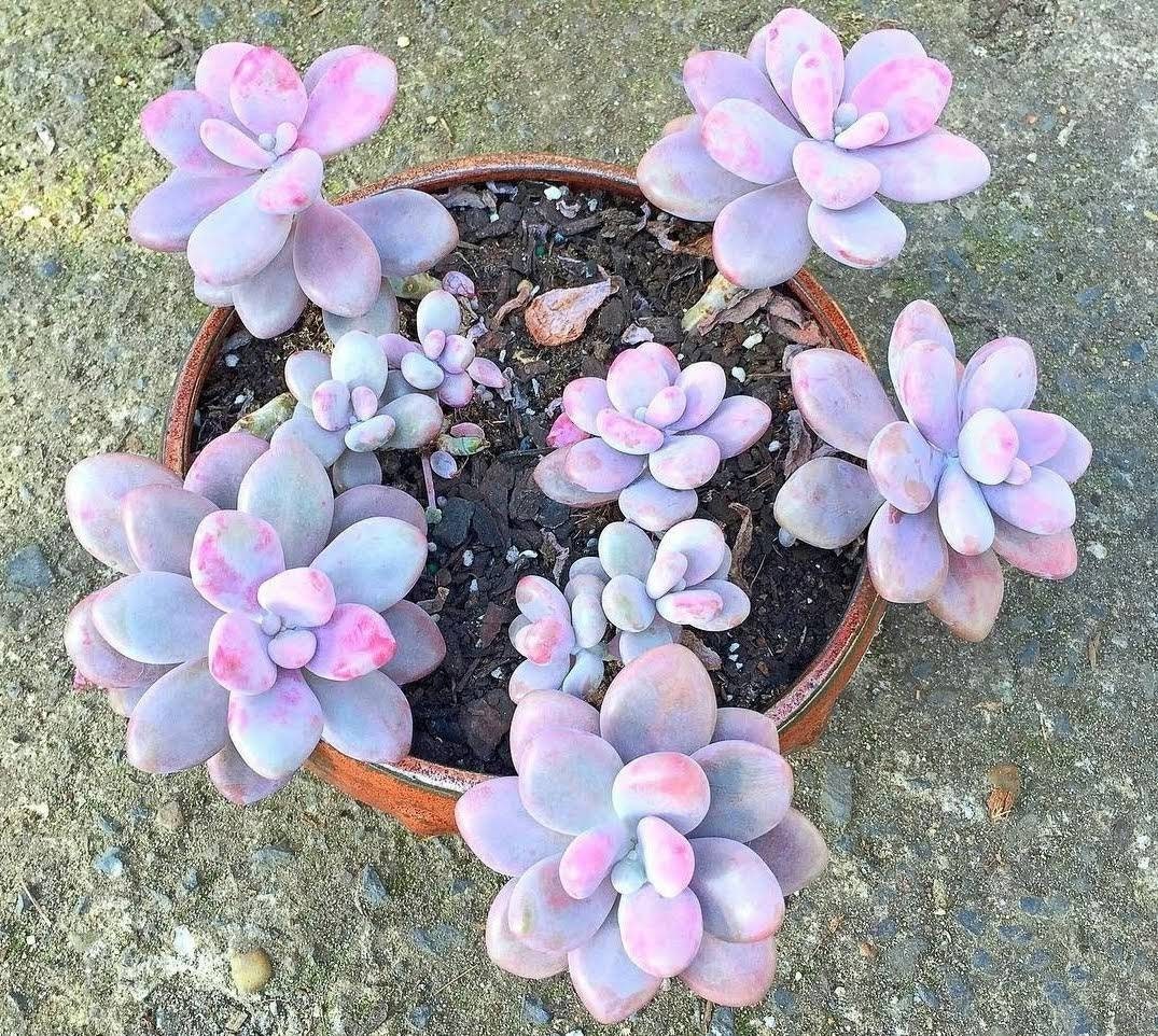Blue Moonstone Succulent Seeds 15 Pcs Pachyphytum Oviferum - Etsy