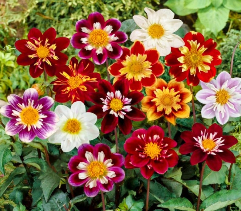 20 Dahlia Dandy Seeds. - Etsy