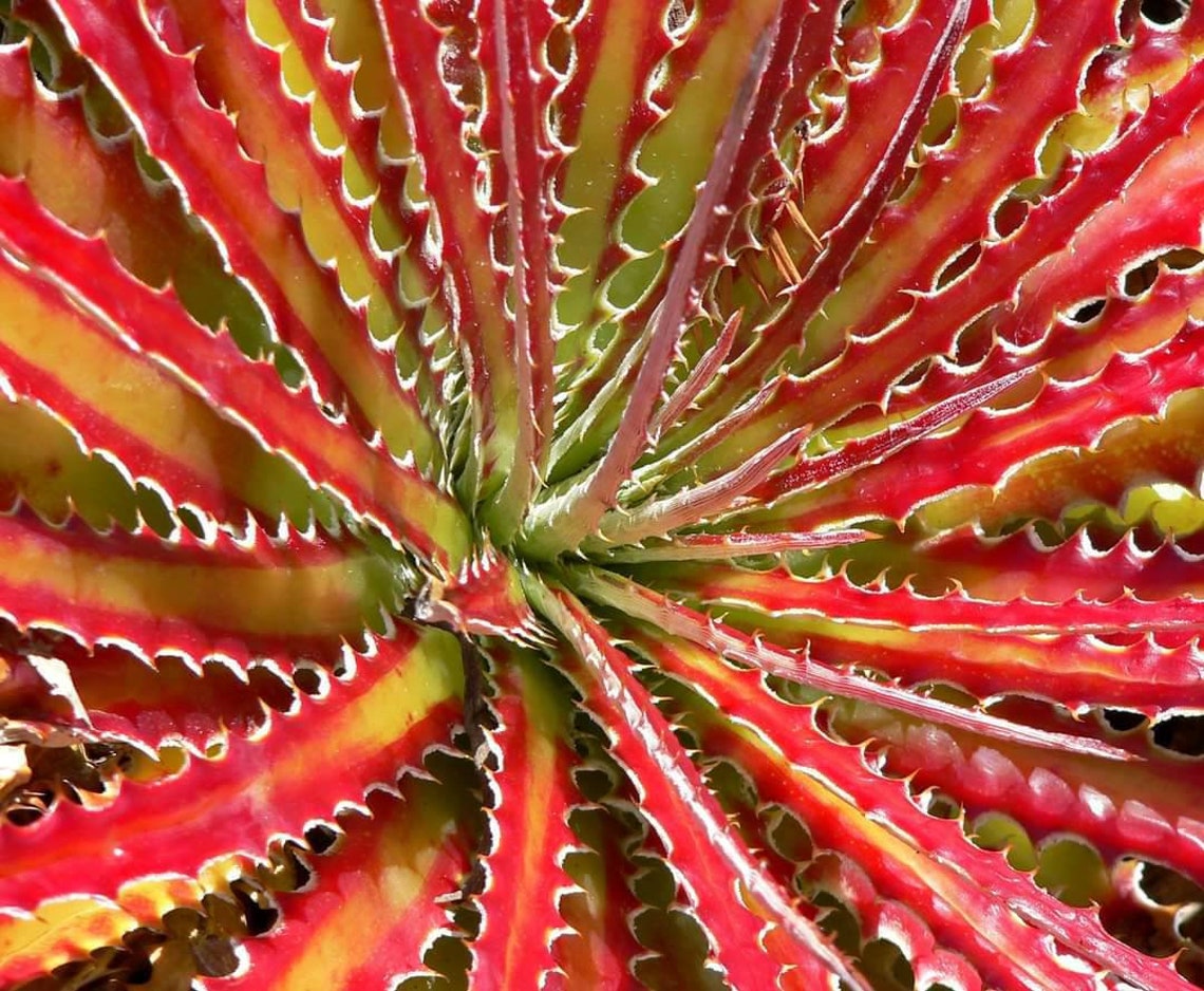 20 Texas False Agave Seeds, Hechtia Texensis - Etsy