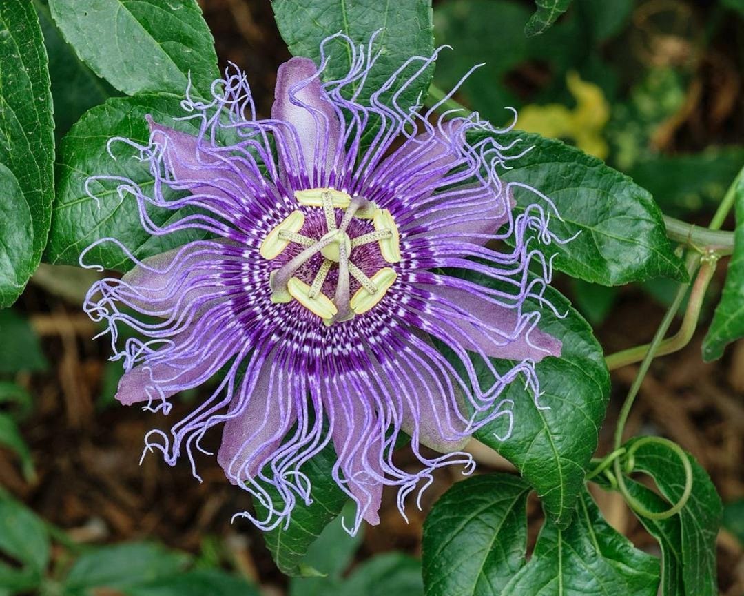 Passiflora Incarnata, 11 Seeds, Maypop Vine, Purple Passion Flower ...