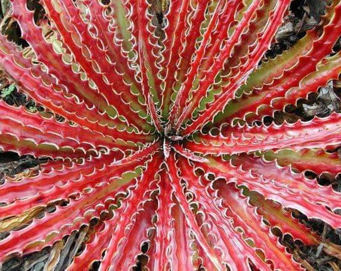 20 Texas False Agave Seeds Hechtia Texensis | Etsy