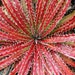 20 Texas False Agave Seeds, Hechtia Texensis - Etsy