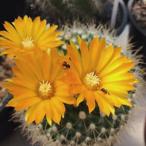 25+ Seeds Parodia Species Mix.flowering Cactus - Etsy
