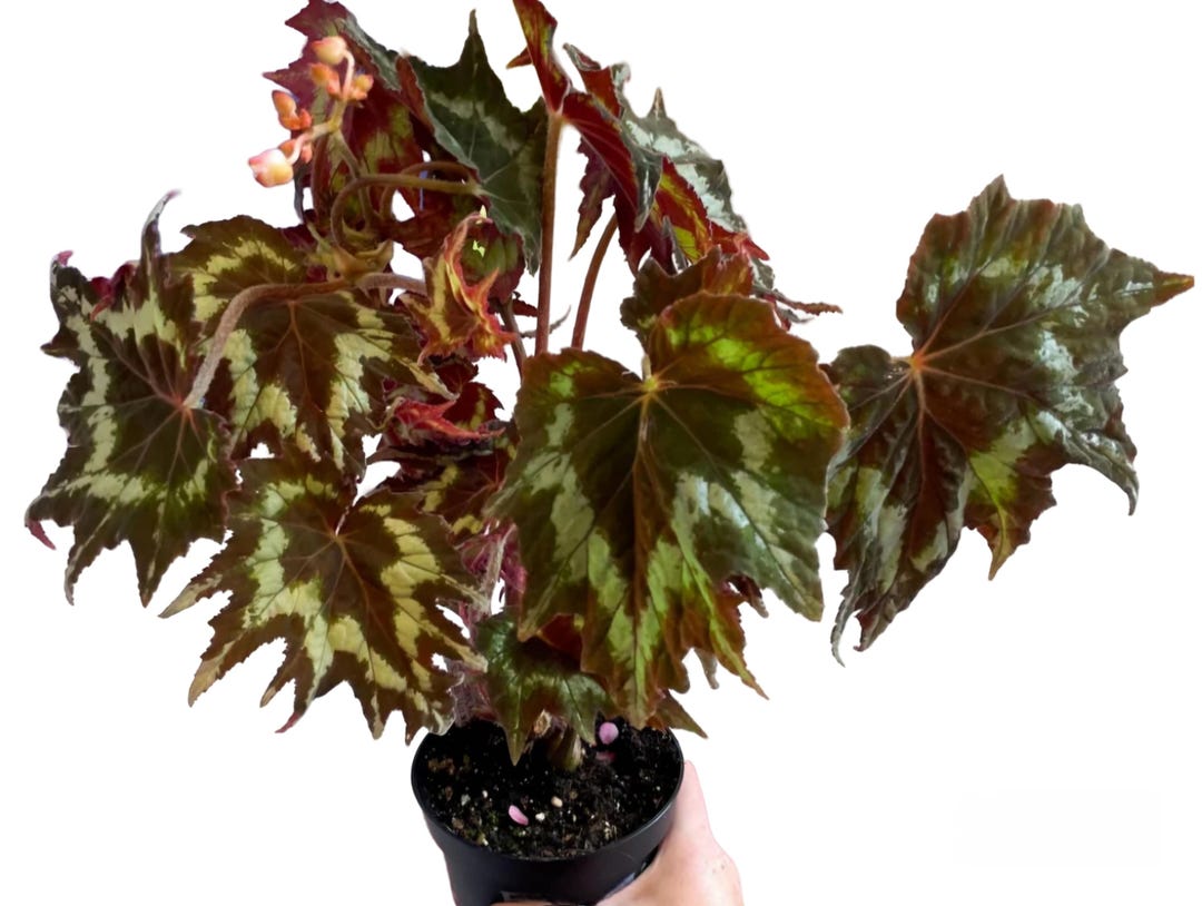 Begonia Palmata Seeds 25. Rare Exotic Begonia – Easy-to-grow Indoor ...