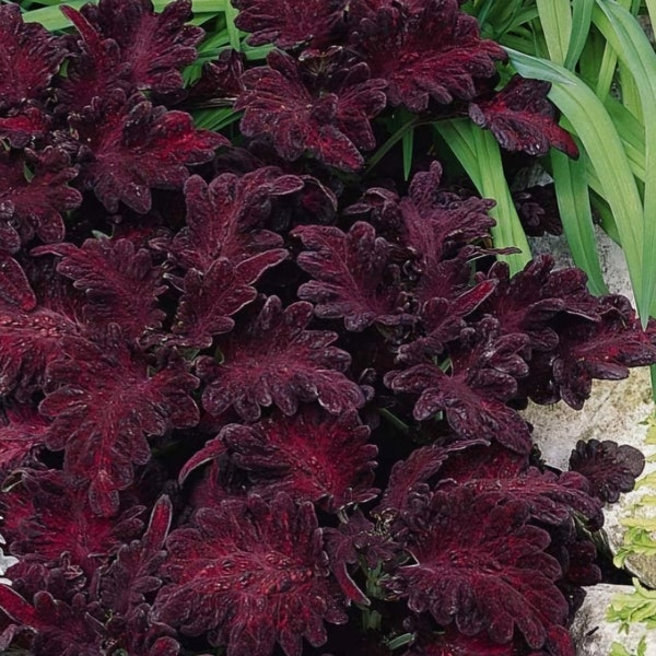 Wizard Red Velvet Coleus Seeds Shade Garden Plants 100 Seeds - Etsy