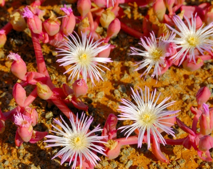 Pink Mixed Succulent Seeds, 100seeds/pack - Etsy
