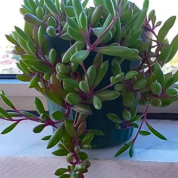 String of Ruby - Etsy